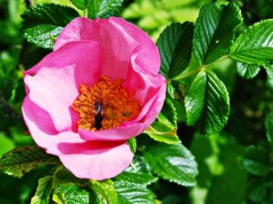 Hagebuttenöl - Jungbrunnen und Vitamin Bombe - Manuela´s bunte Welt